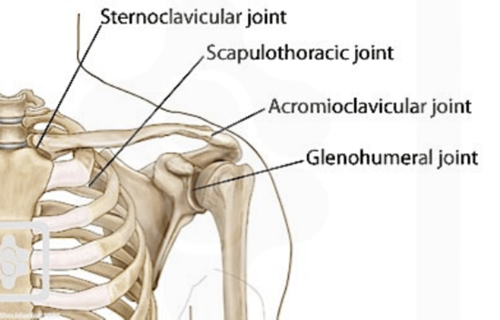 Stabilizing And Strengthening The Shoulder Stabilizing And Strengthening The Shoulder